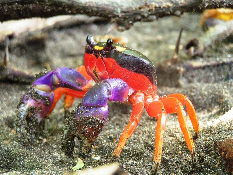 Keeping Halloween Moon Crabs As Pets - Pet Village
